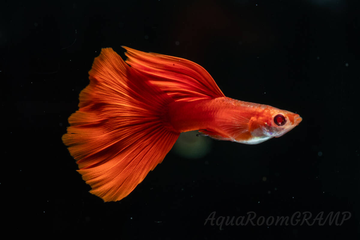 Yahoo!オークション - 【GRAMP】RREAフルレッド 若3ペア