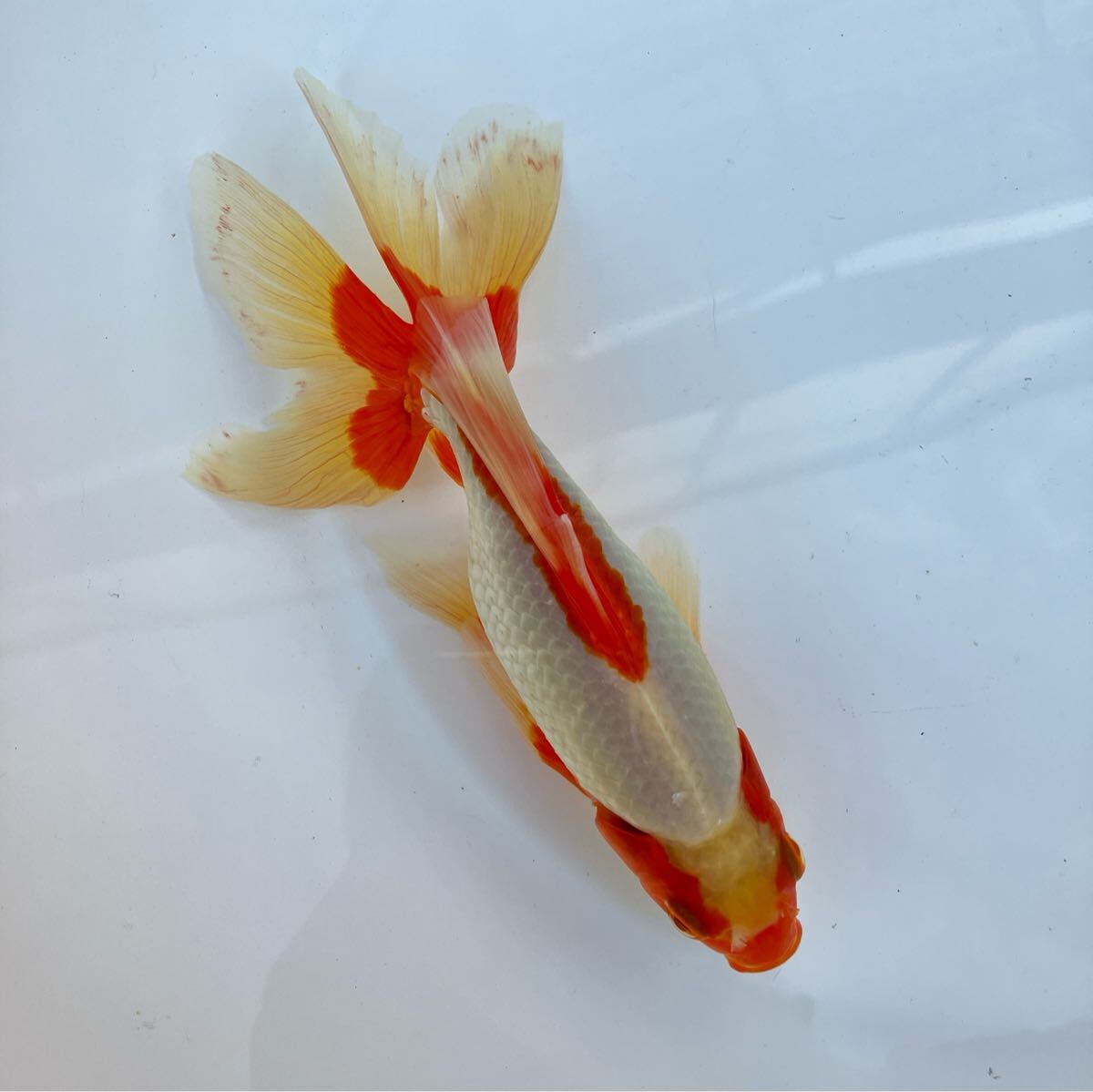 Yahoo!オークション - 【東海錦 3歳 雄 18cm】 さかな屋ビートファーム...