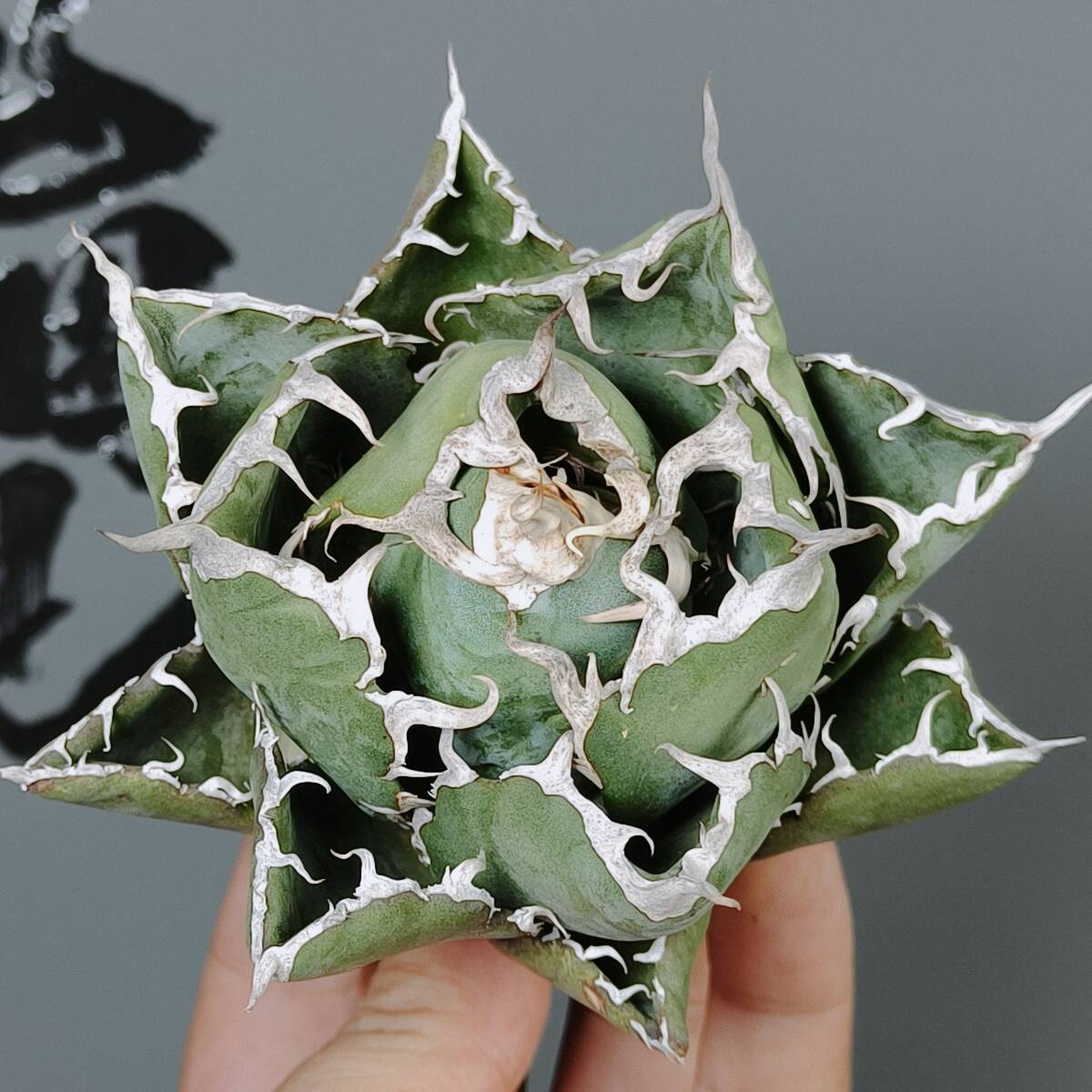 Yahoo!オークション - 【龍園觀】No.A46 特選 アガベ チタノタ " 白...