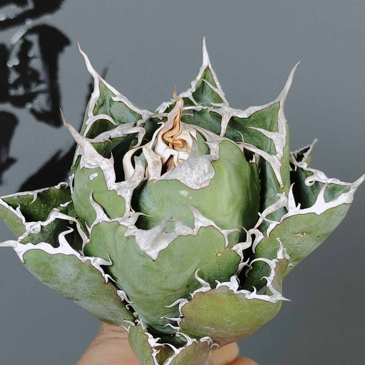 Yahoo!オークション - 【龍園觀】No.A46 特選 アガベ チタノタ " 白...