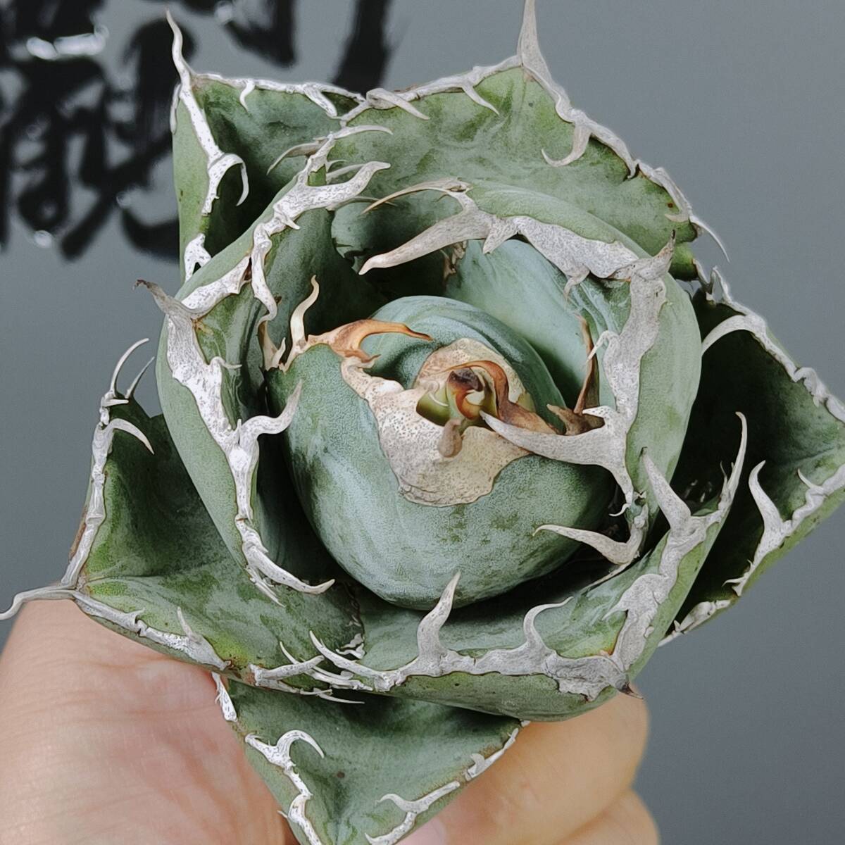 Yahoo!オークション - 【龍園觀】No.W43 特選 アガベ チタノタ " 白...