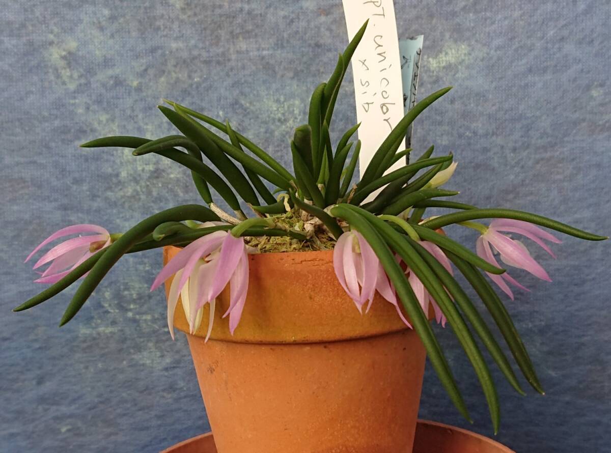 Yahoo!オークション - 12 洋ラン 洋蘭 カトレア 原種 Lpt. unicolor ユ...