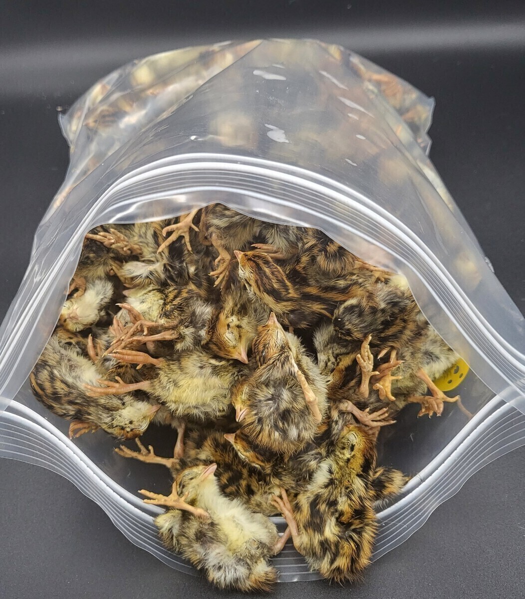 Yahoo!オークション - 冷凍 雛ウズラ 2kg 送料無料