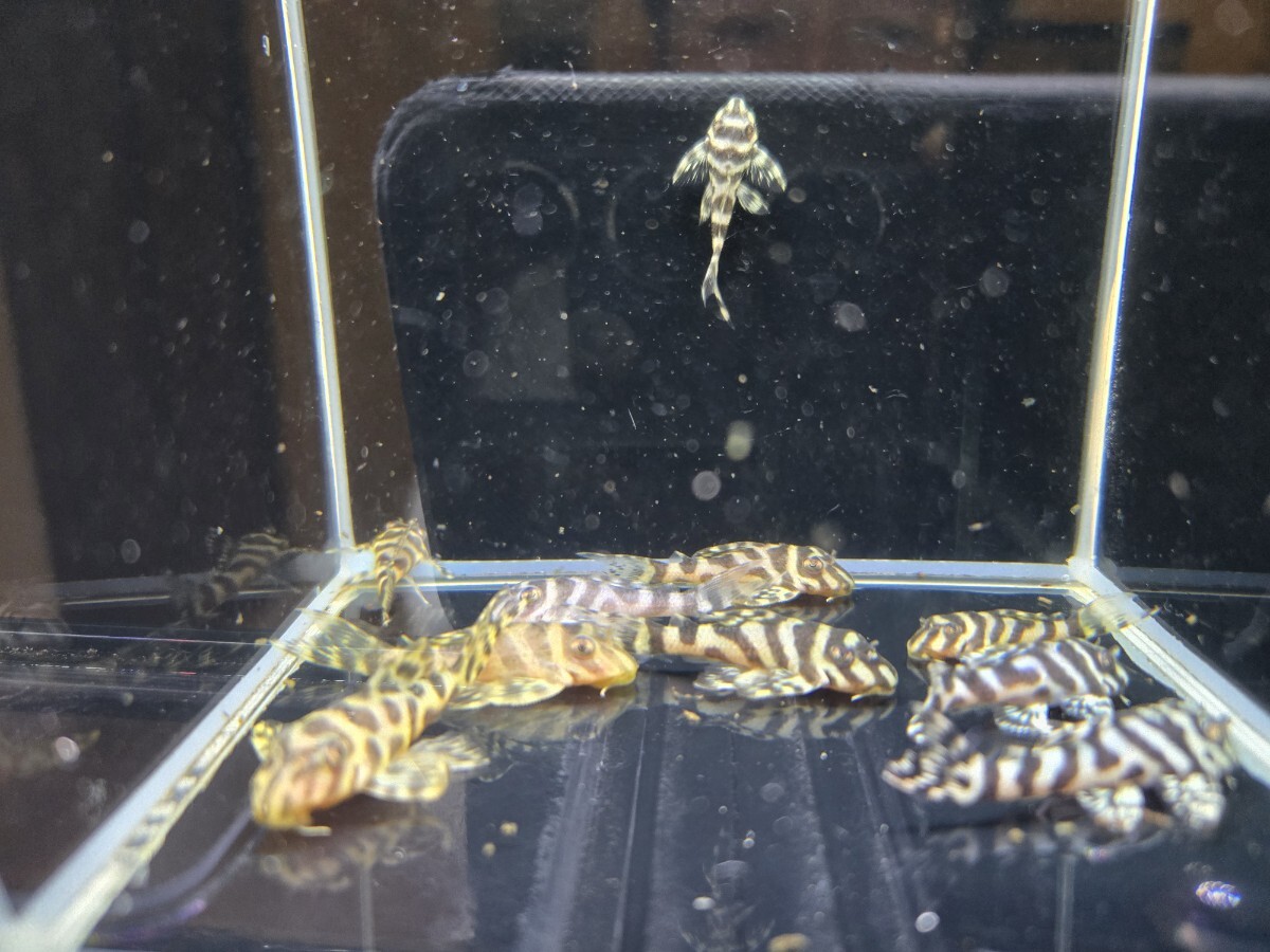 Yahoo!オークション - キンペコ ブリード個体 画像の10匹