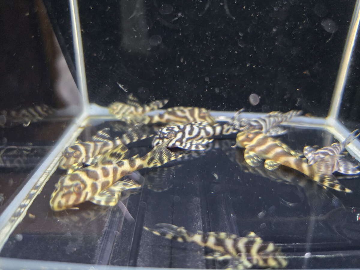 Yahoo!オークション - キンペコ ブリード個体 画像の10匹