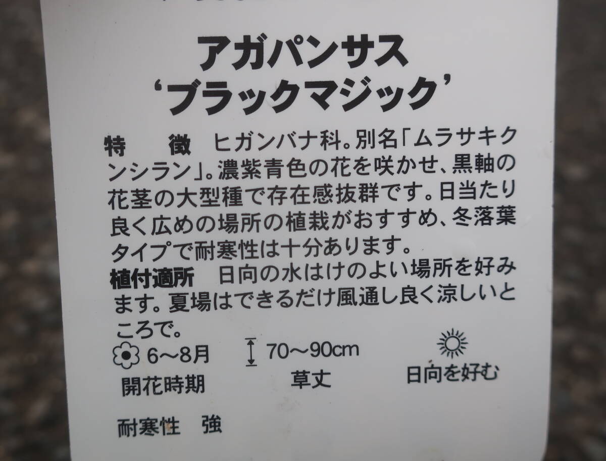 Yahoo!オークション - ∮ 濃色 濃紫 アガパンサス ブラックマジック 黒...