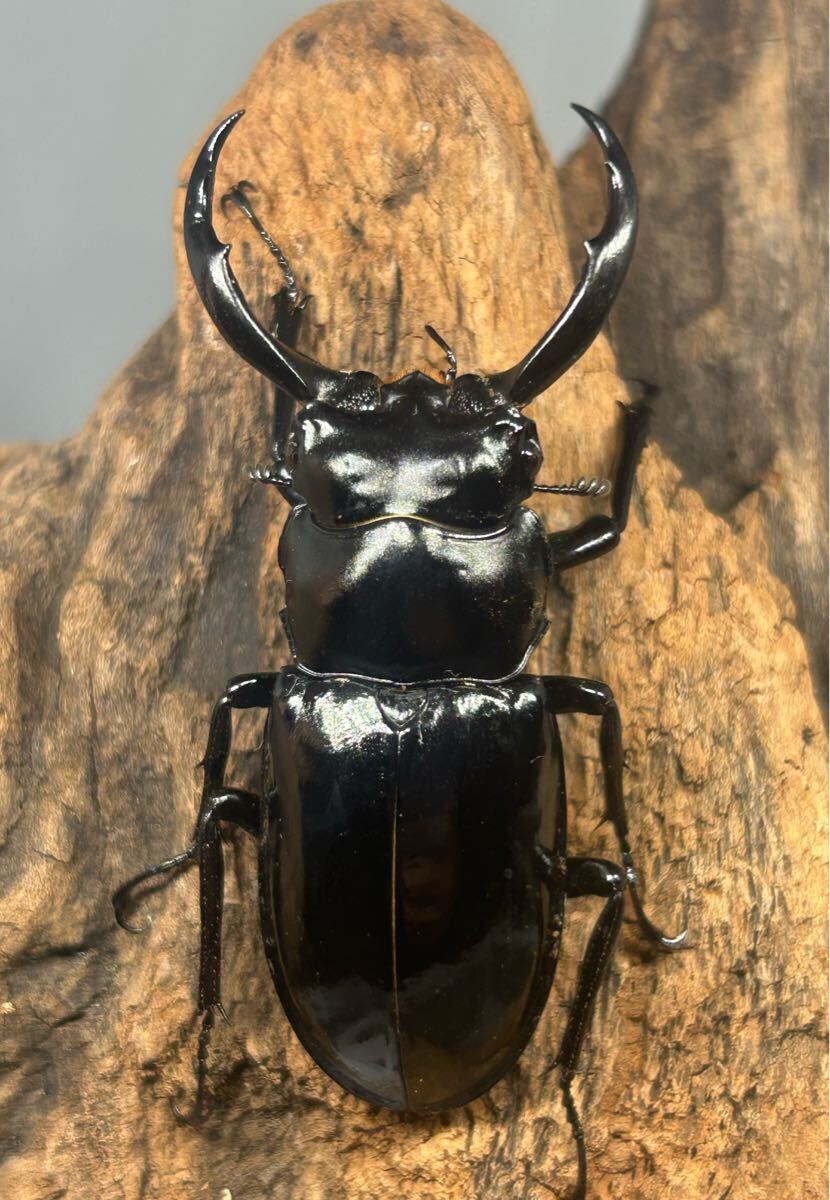 Yahoo!オークション - 【ななまる】【即ブリ可能】ウエストウッディオ...