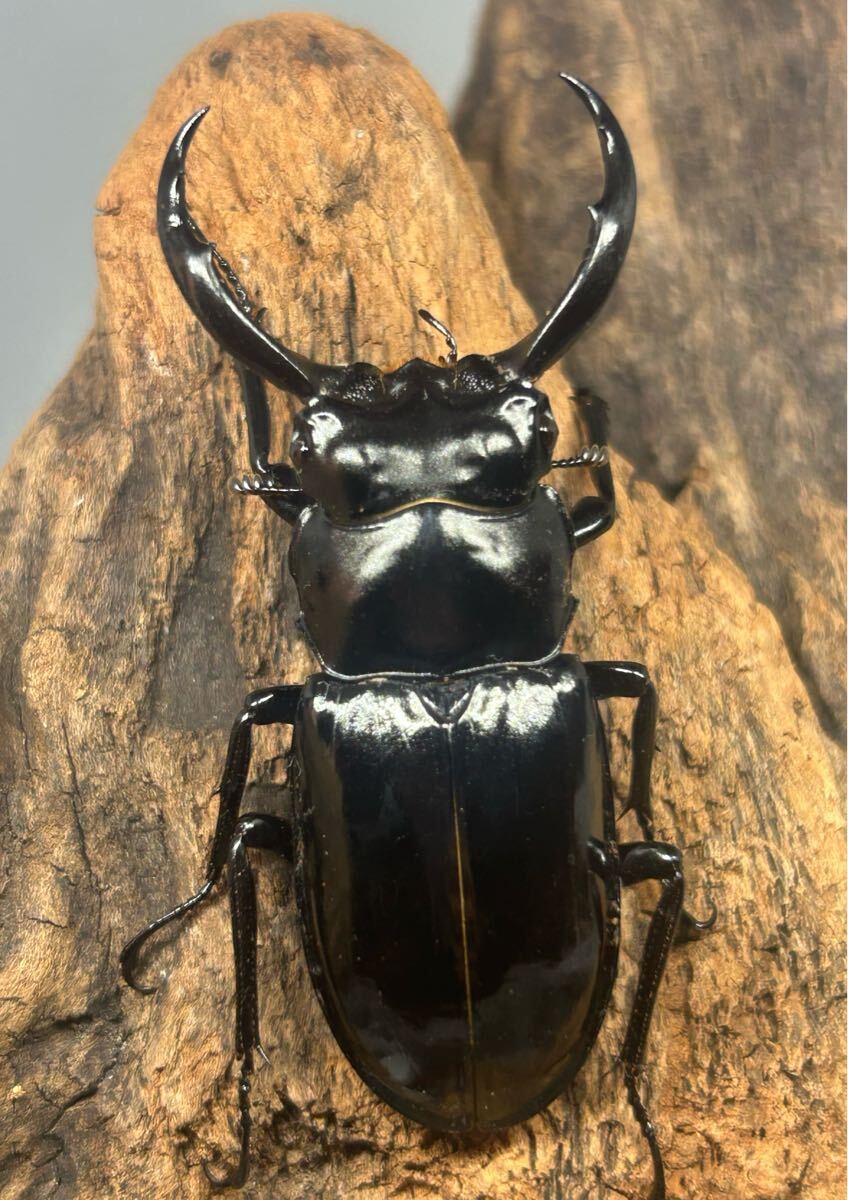 Yahoo!オークション - 【ななまる】【即ブリ可能】ウエストウッディオ...