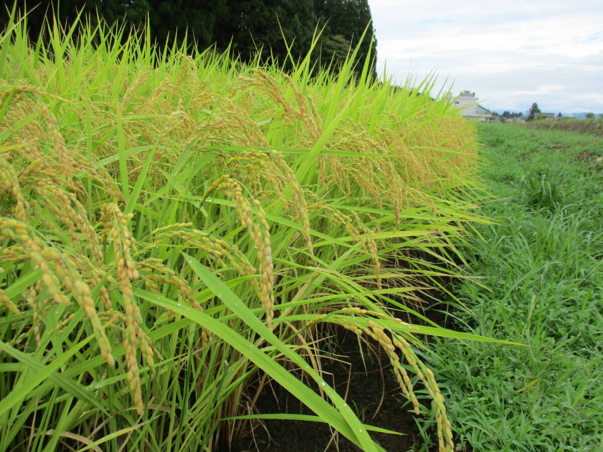 Yahoo!オークション - 令和7年産 魚沼産コシヒカリ 中米 精米 5kg