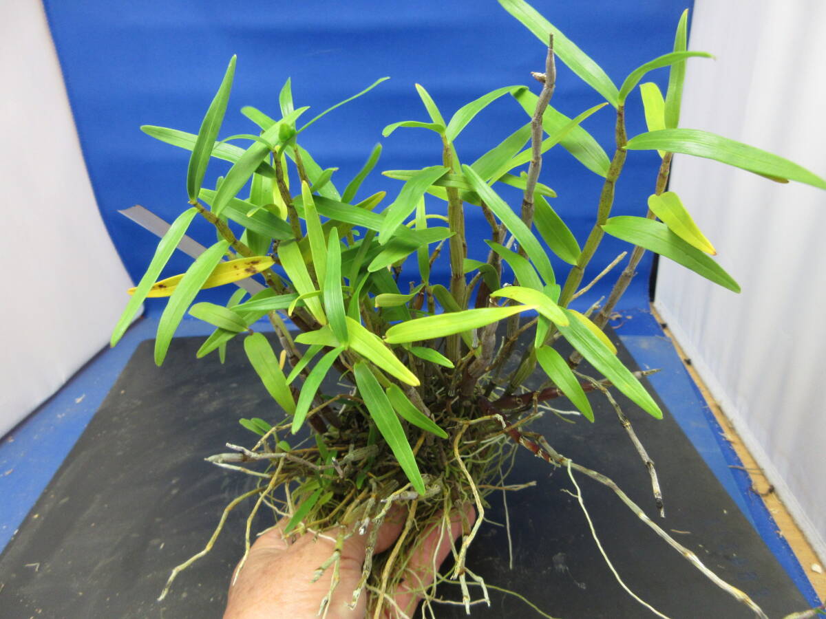 Yahoo!オークション - FT花物セッコク 万里紅（赤花）（超大株）（花...