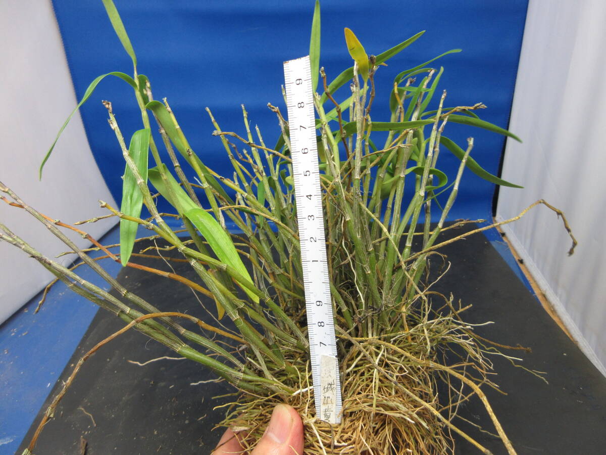 Yahoo!オークション - FT花物セッコク 城山黄花（超大株）（花芽付き...