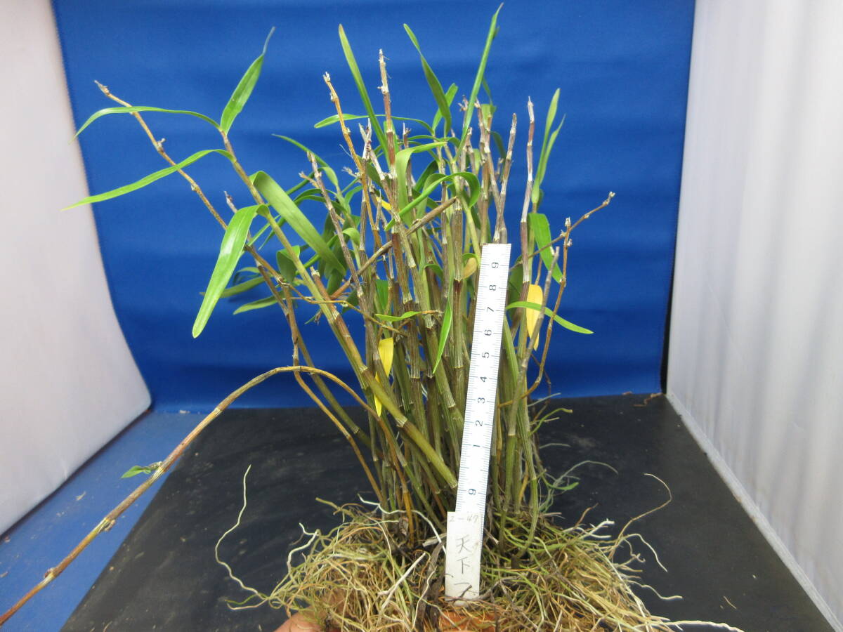 Yahoo!オークション - FT花物セッコク 天下一（超大株）（花芽付き）