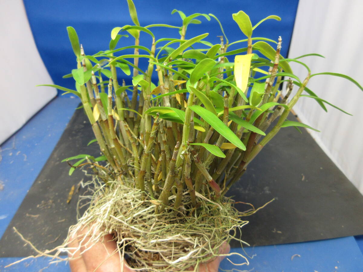 Yahoo!オークション - FT山取セッコク 伊予散り中斑（超大株）（花芽...