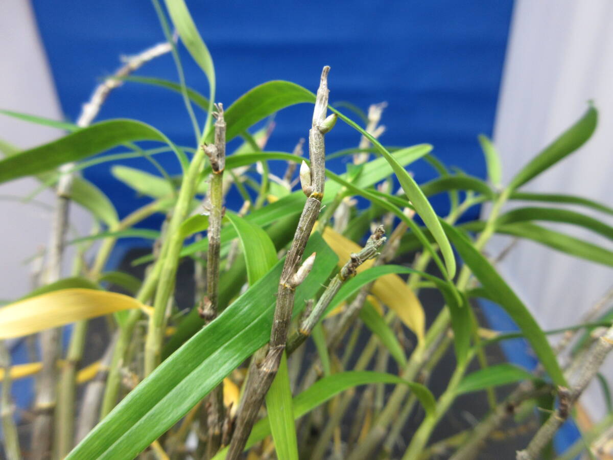 Yahoo!オークション - FT花物セッコク 播磨の月（超大株）（花芽付き...