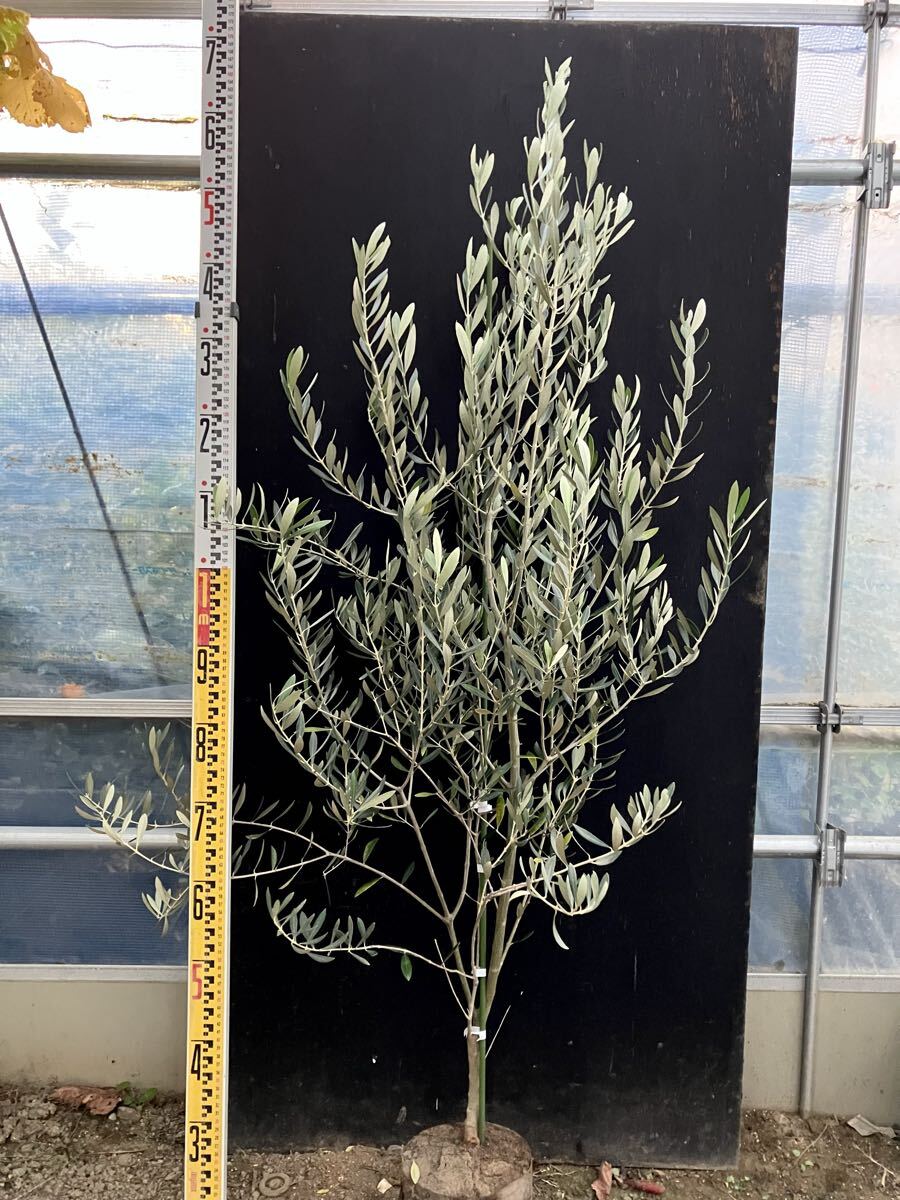 Yahoo!オークション - オリーブの木 ミッション