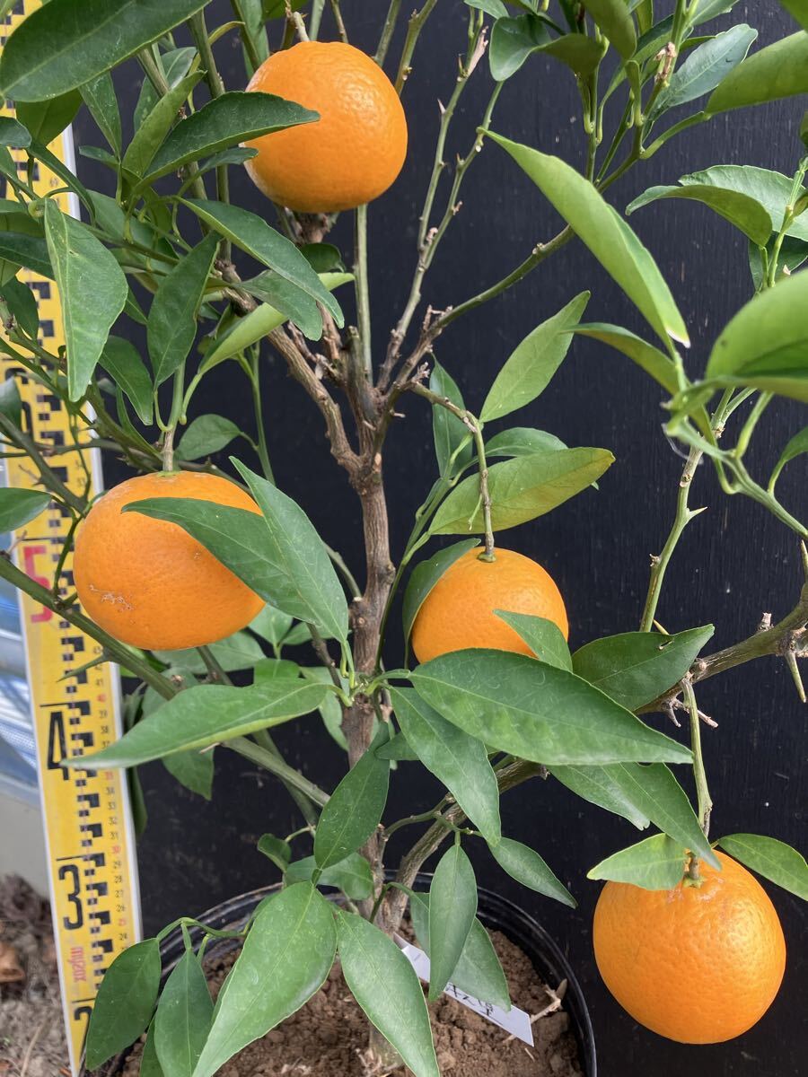 Yahoo!オークション - 柑橘 果樹苗 PVP 津之望 おすすめ新品種 苗木