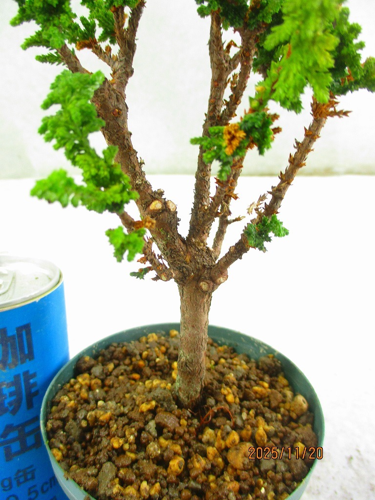 Yahoo!オークション - [緑の市場] 石化桧 (111992スリット鉢)全高 27㎝...