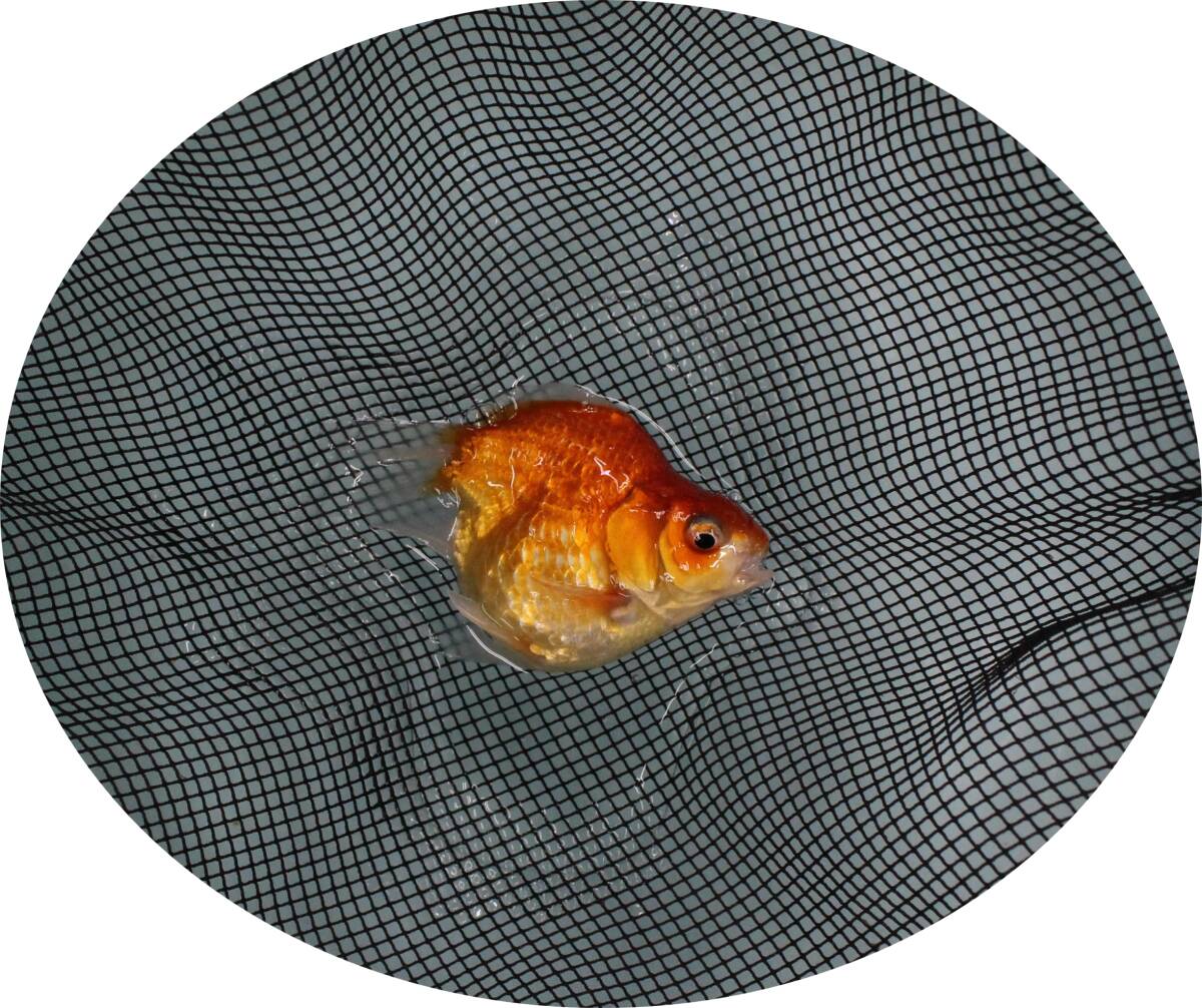 Yahoo!オークション - 【KHF】 金魚 玉サバ 二歳魚 約9Cm 青木養...