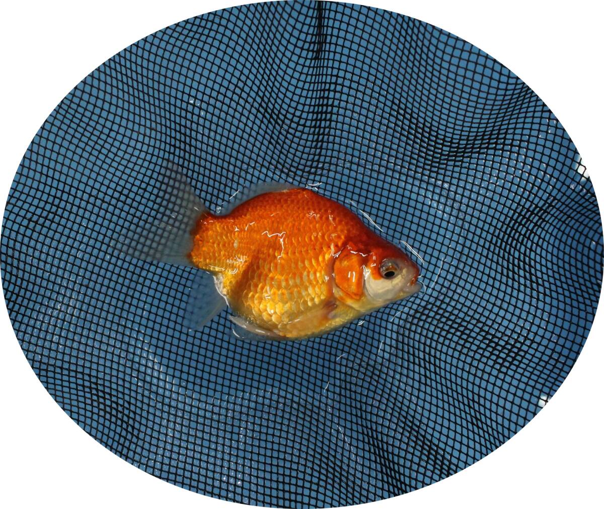 Yahoo!オークション - 【KHF】 金魚 玉サバ（種親用） 二歳魚 約1...