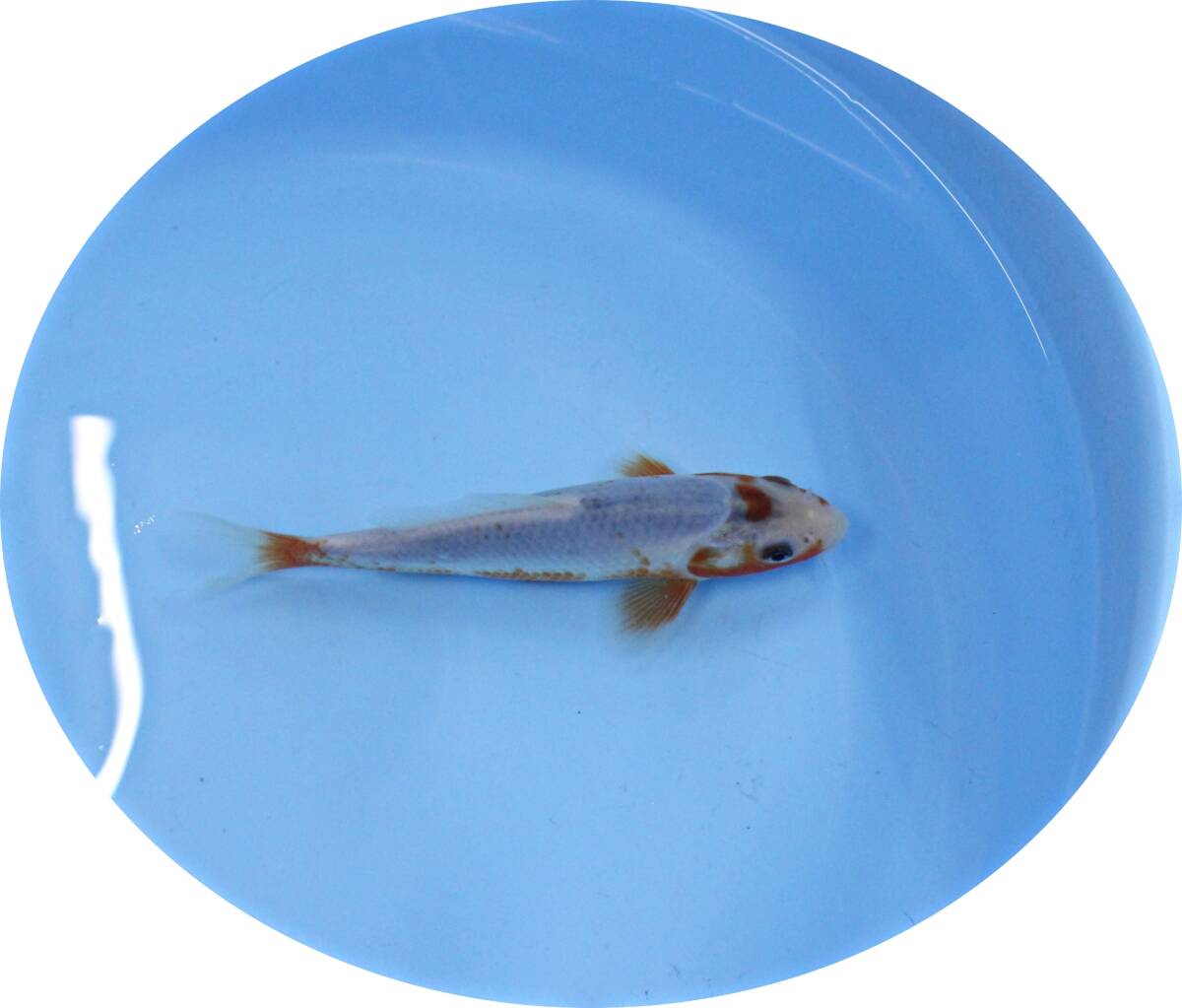 Yahoo!オークション - 【KHF】 錦鯉 浅黄 約17Cm 青木養鯉場産...