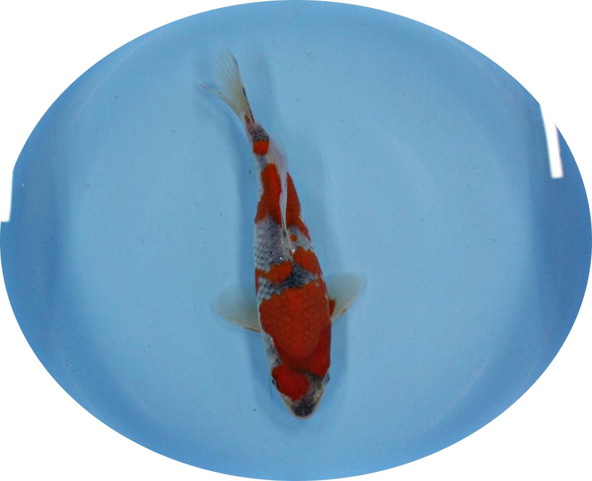 Yahoo!オークション - 【KHF】 錦鯉 五色 約24Cm 青木養鯉場産...