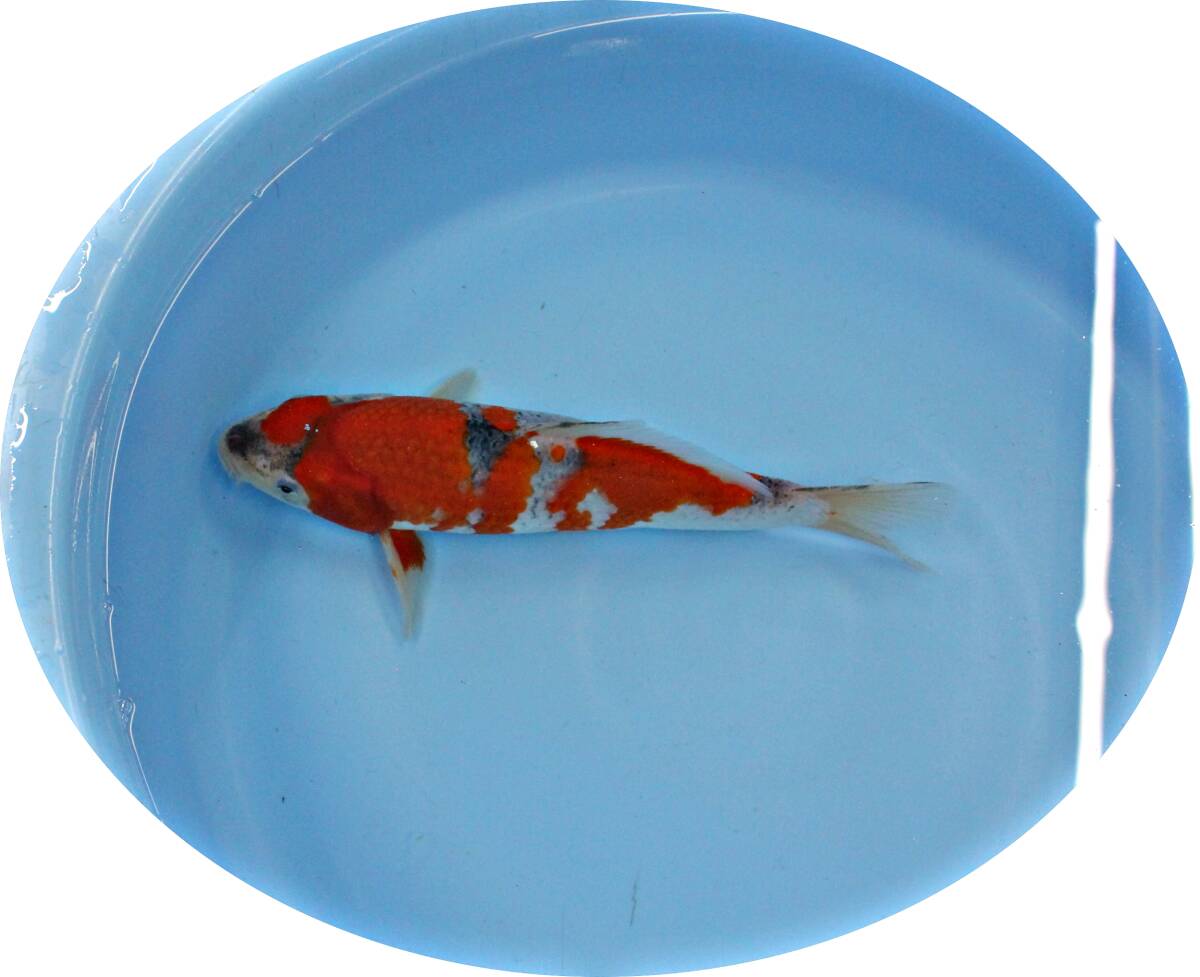 Yahoo!オークション - 【KHF】 錦鯉 五色 約24Cm 青木養鯉場産...