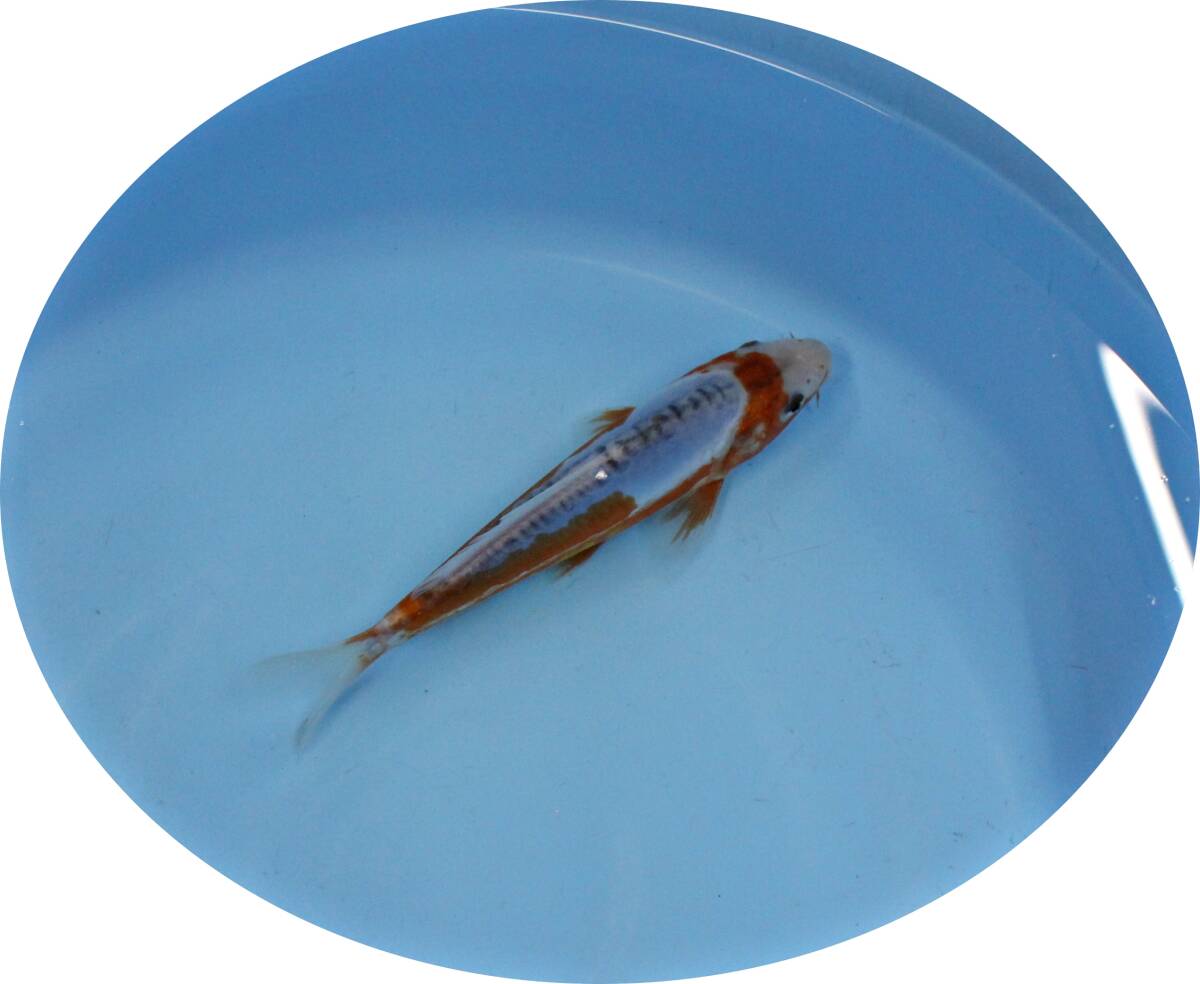 Yahoo!オークション - 【KHF】 錦鯉 秋翠 約17Cm 青木養鯉場産...