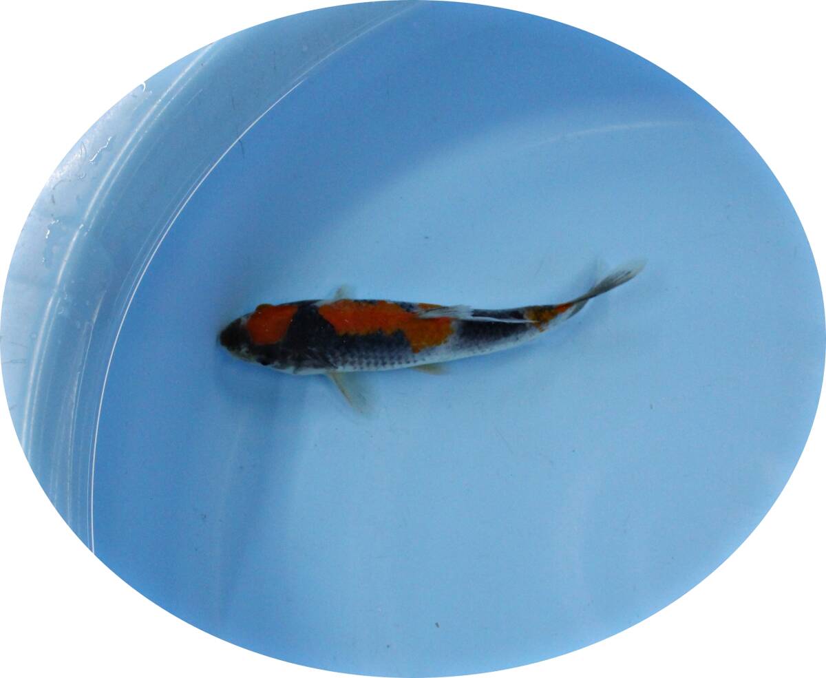 Yahoo!オークション - 【KHF】 錦鯉 五色 約16Cm 青木養鯉場産...