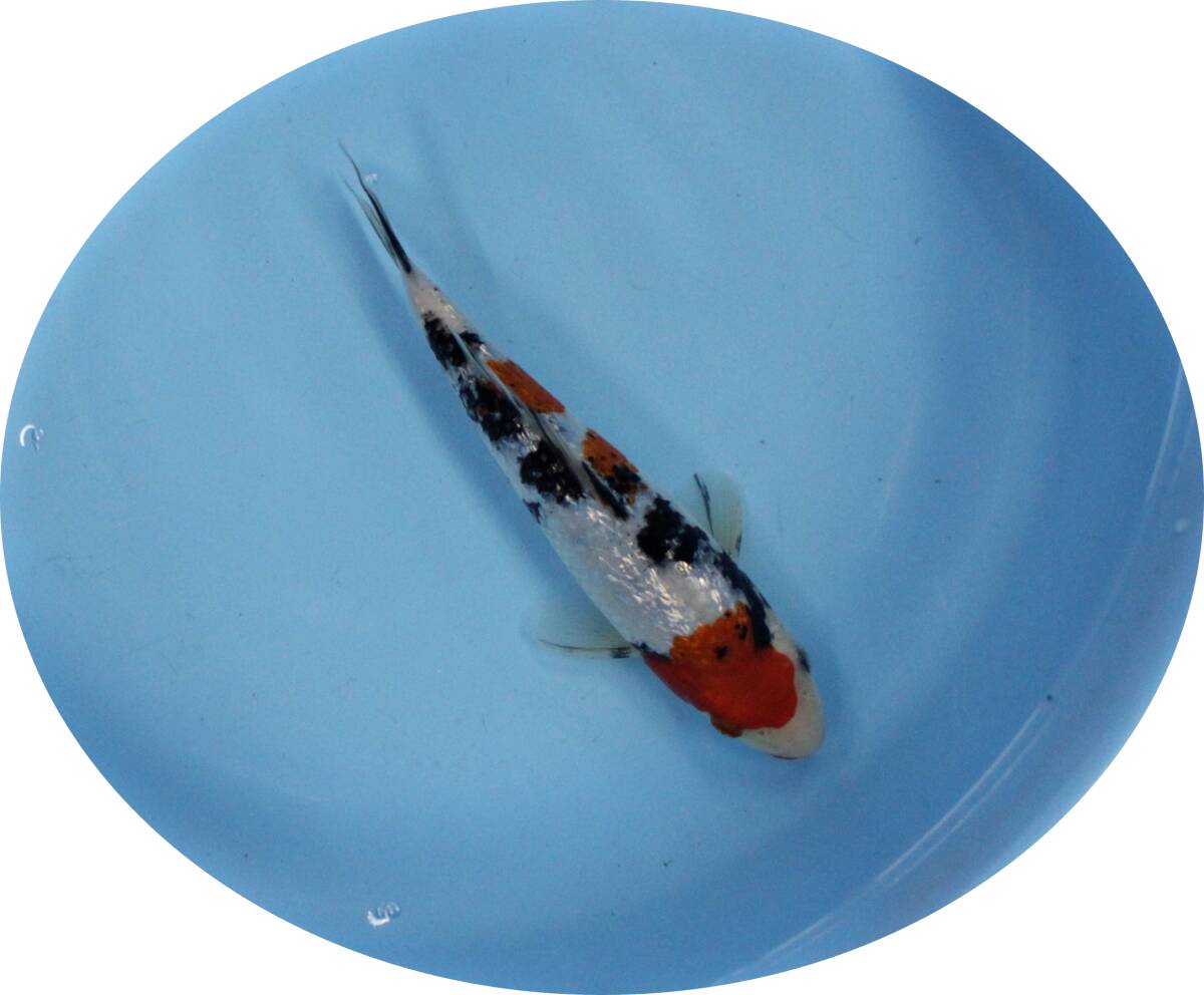 Yahoo!オークション - 【KHF】 錦鯉 銀鱗三色 約21Cm 青木養鯉...