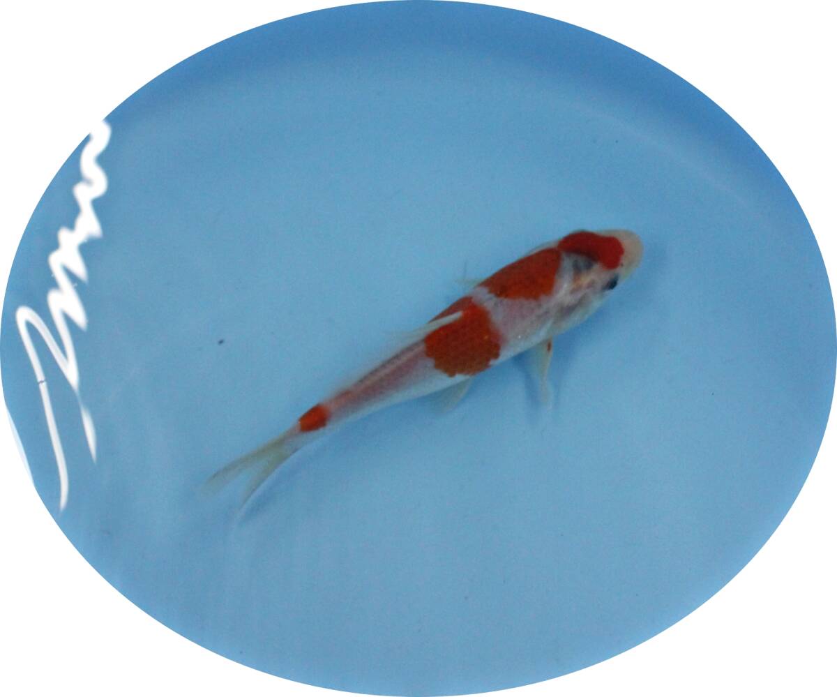 Yahoo!オークション - 【KHF】 錦鯉 五色 約17Cm 青木養鯉場産...