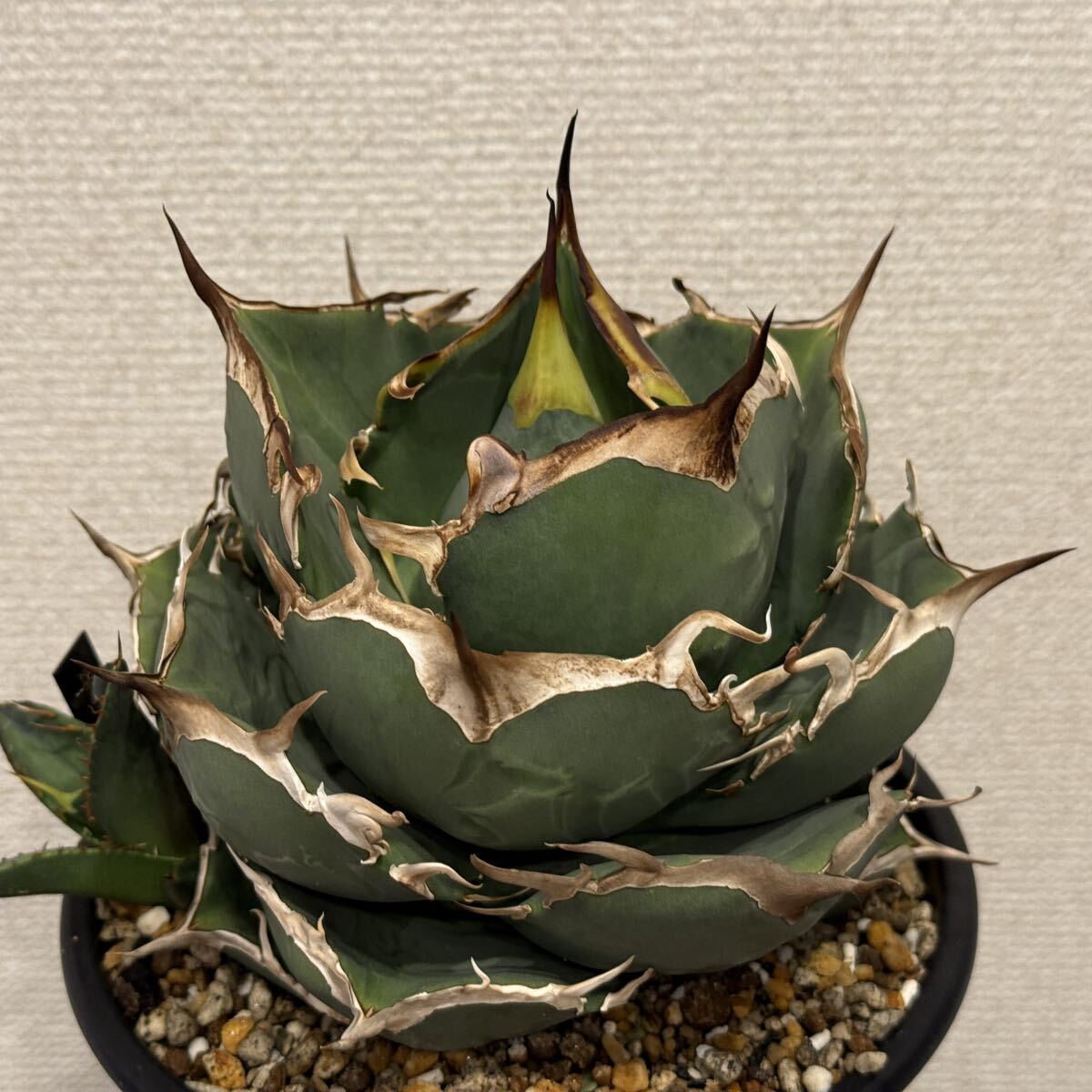 Yahoo!オークション - 《Agave Oteroi 国産古株 内田農園 》アガベ オ...
