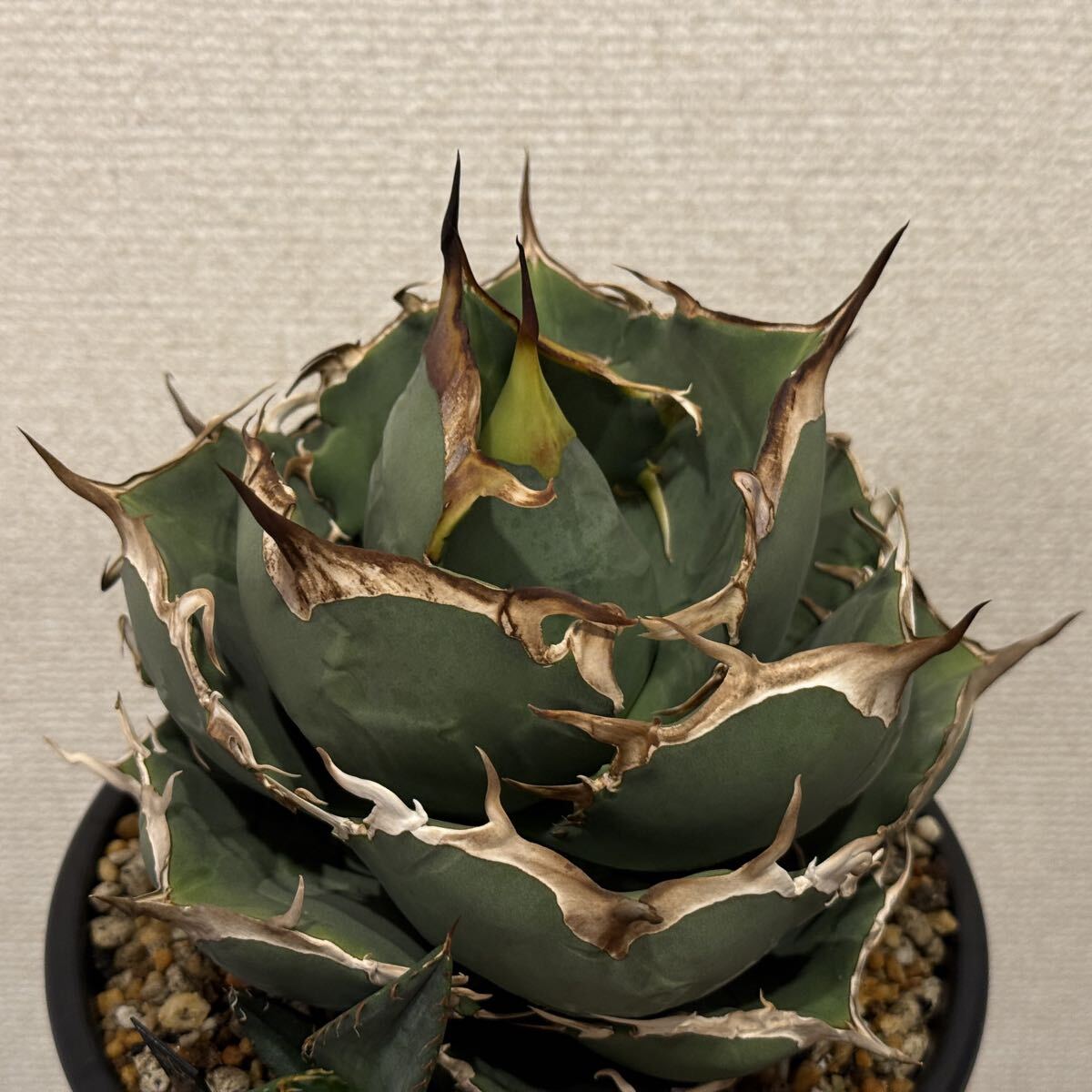 Yahoo!オークション - 《Agave Oteroi 国産古株 内田農園 》アガベ オ...