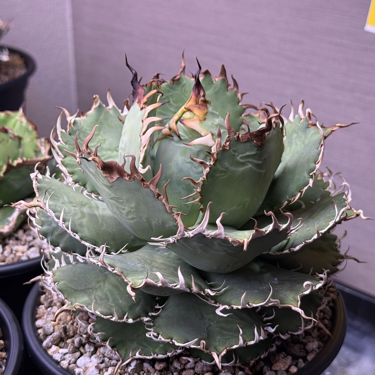 Yahoo!オークション - 《Agave Filigree 中株 》アガベ フィリグリー ...