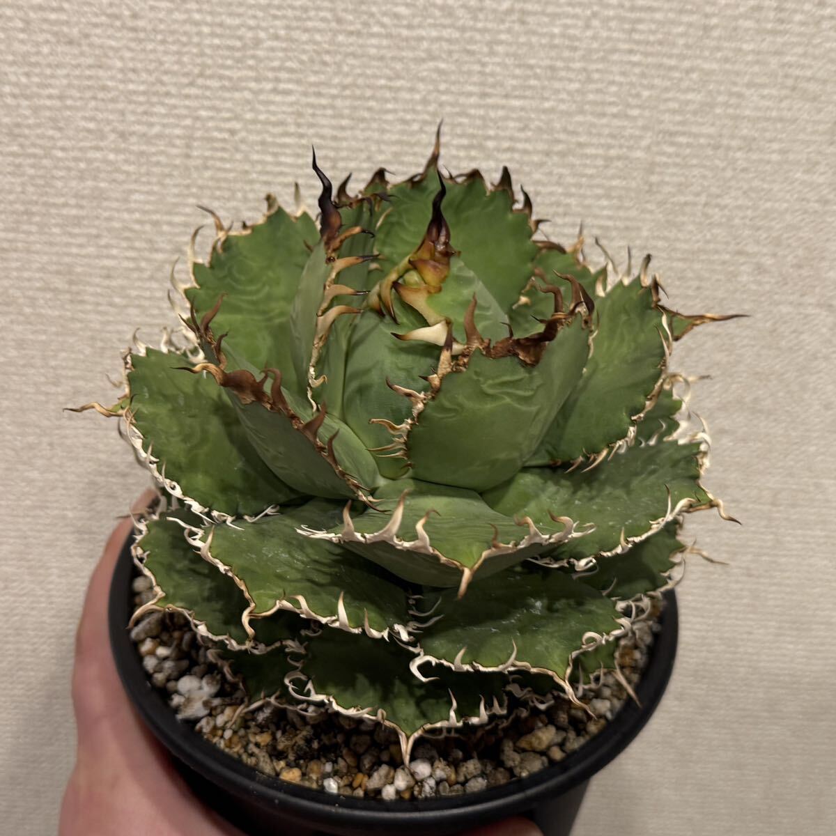 Yahoo!オークション - 《Agave Filigree 中株 》アガベ フィリグリー ...