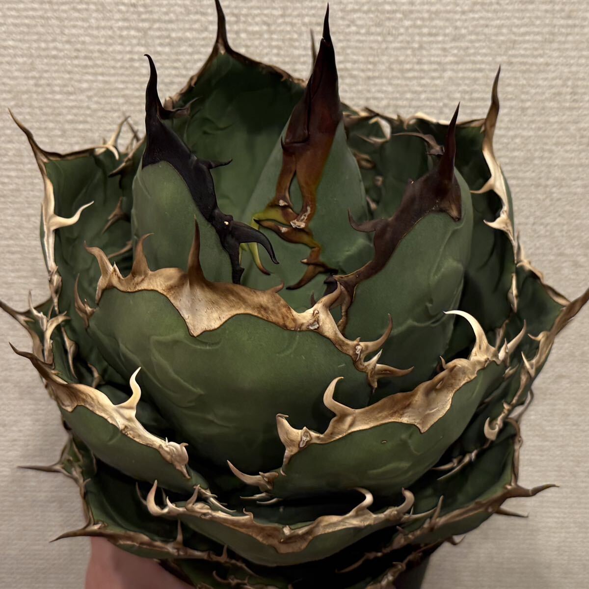 Yahoo!オークション - 《Agave Oaxaca Oteroi 》アガベ オアハカ オテ...