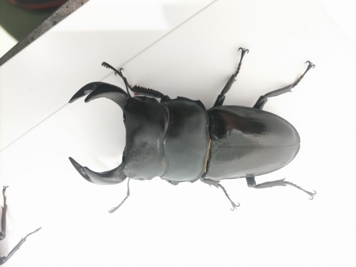 Yahoo!オークション - ラストWF5 台湾桃園拉拉山 タイワンオオクワガタ...