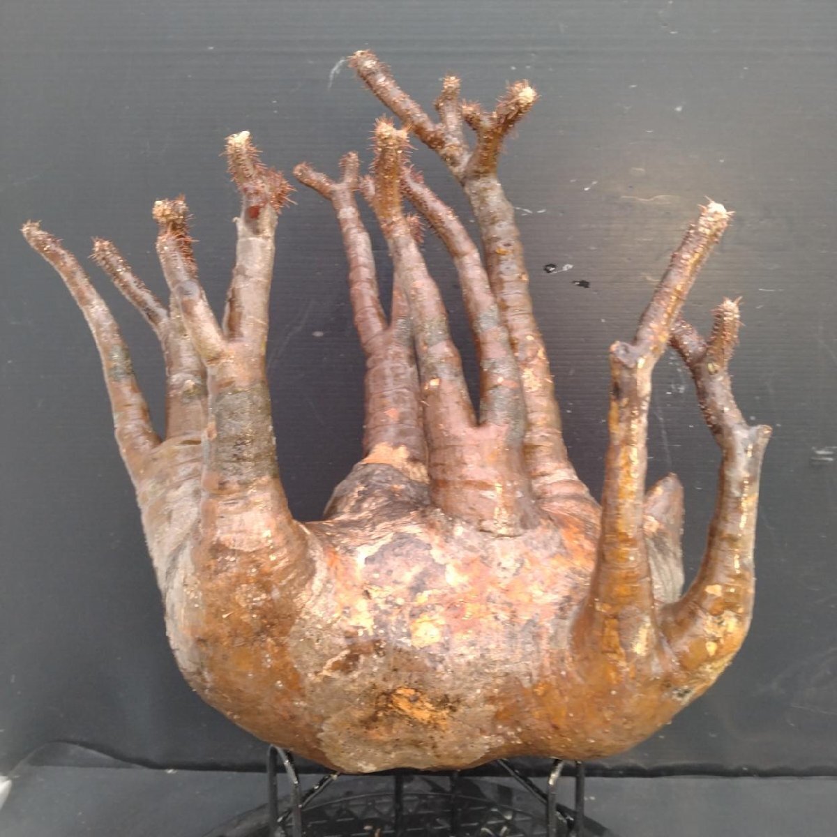 Yahoo!オークション - 2415 「塊根植物」パキポディウム グラキリスL ...