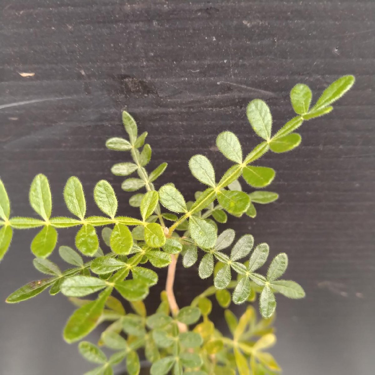 Yahoo!オークション - 7031 「実生株」オペルクリカリア ヒファエノイ...