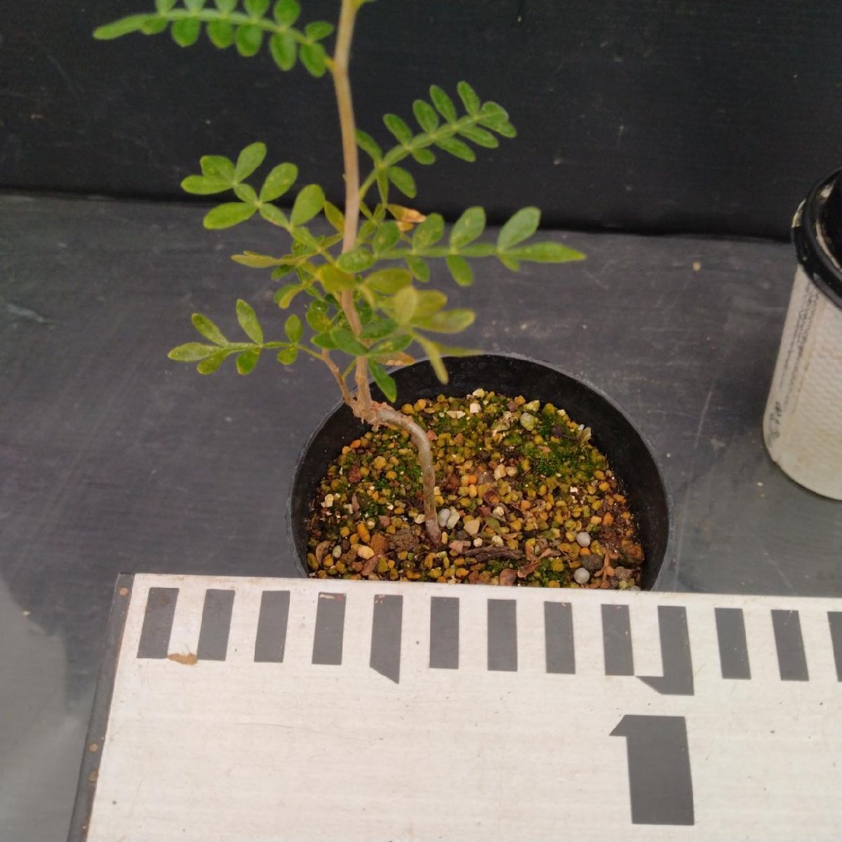 Yahoo!オークション - 7031 「実生株」オペルクリカリア ヒファエノイ...