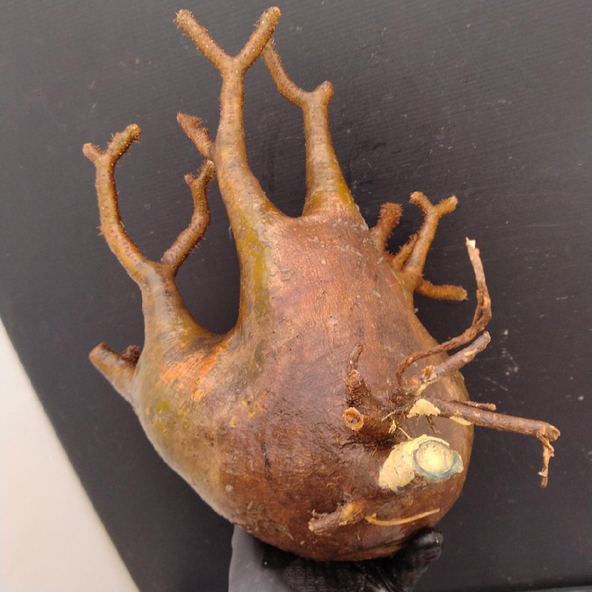 Yahoo!オークション - 2107 「塊根植物」パキポディウム グラキリス L ...