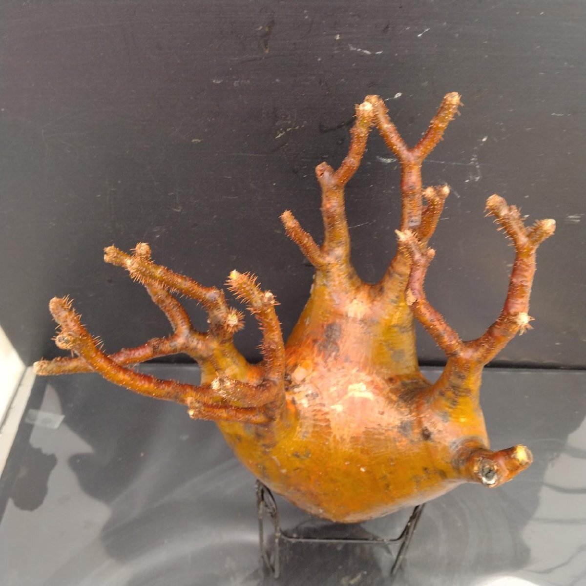 Yahoo!オークション - 2107 「塊根植物」パキポディウム グラキリス L ...