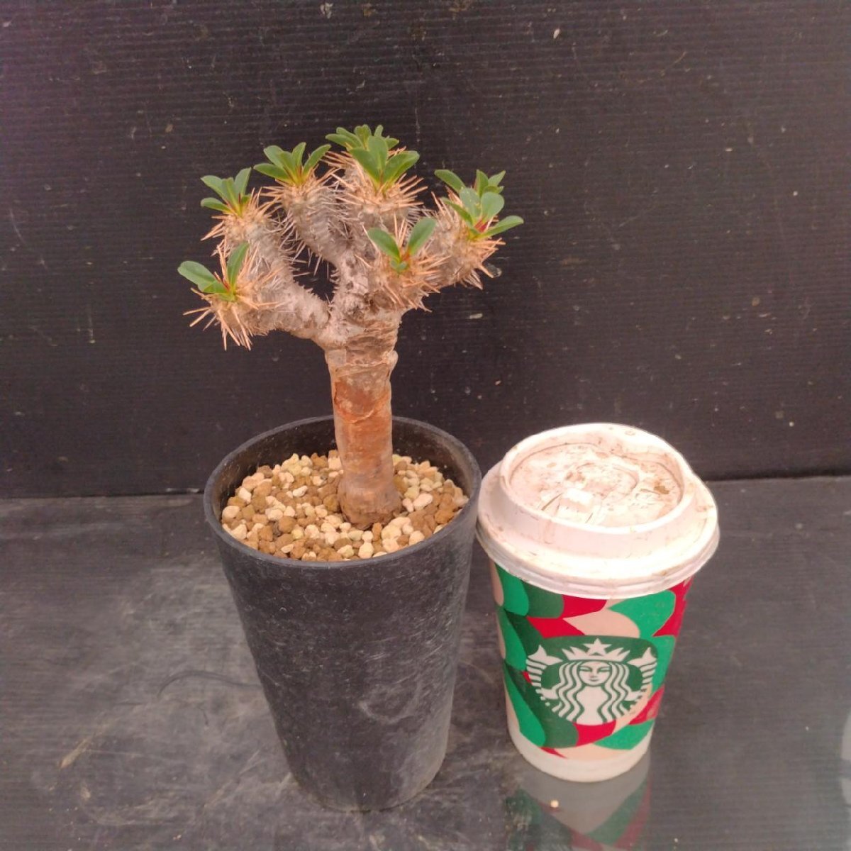 Yahoo!オークション - 2965 「多肉植物」ユーフォルビア ギラウミニア...