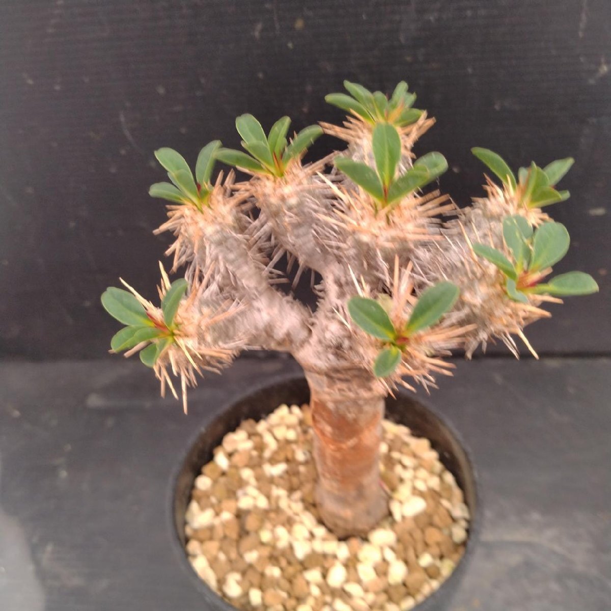 Yahoo!オークション - 2965 「多肉植物」ユーフォルビア ギラウミニア...