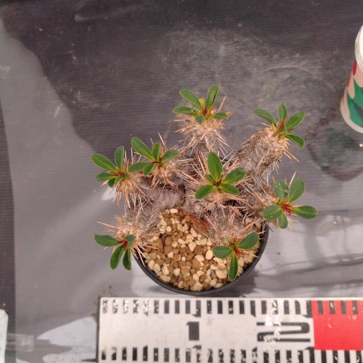 Yahoo!オークション - 2965 「多肉植物」ユーフォルビア ギラウミニア...