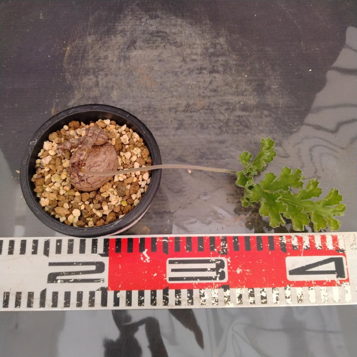 Yahoo!オークション - 4272 「塊根植物」ペラルゴニウム ロバツム 植え...