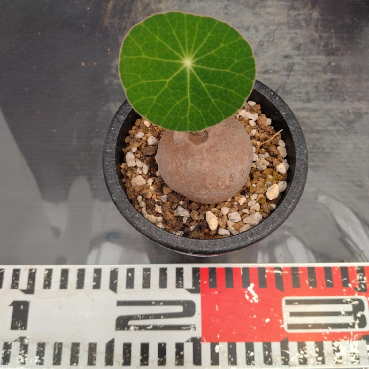 Yahoo!オークション - 4151 「塊根植物」ステファニア エレクタ 植え【...