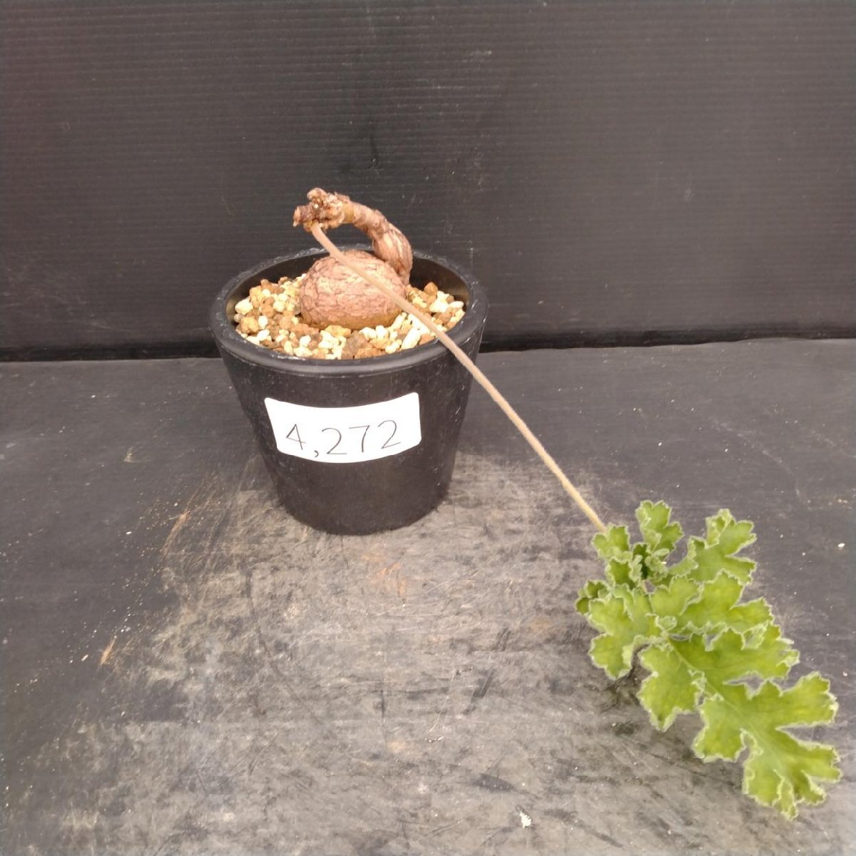 Yahoo!オークション - 4272 「塊根植物」ペラルゴニウム ロバツム 植え...