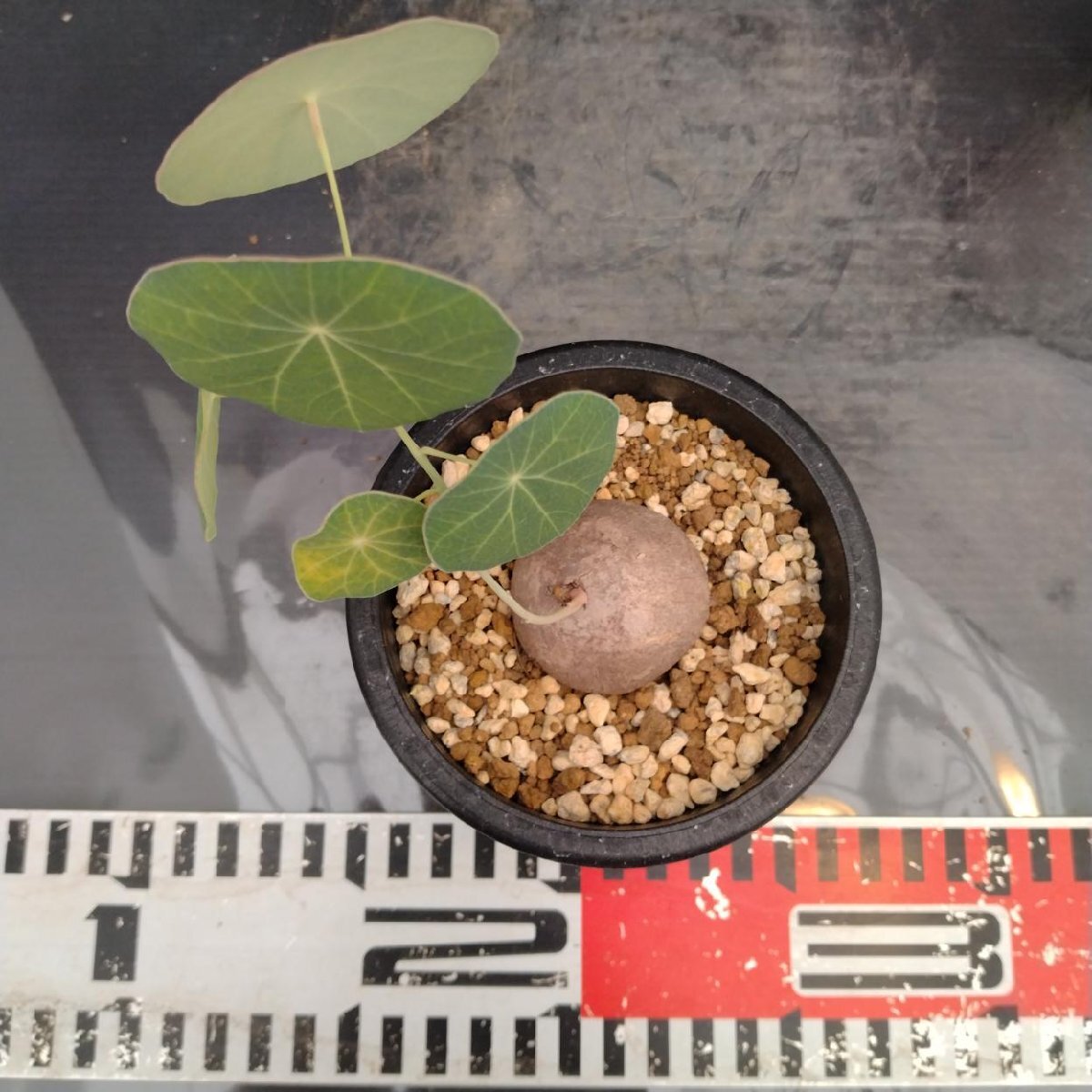 Yahoo!オークション - 4147 「塊根植物」ステファニア エレクタ 植え【...