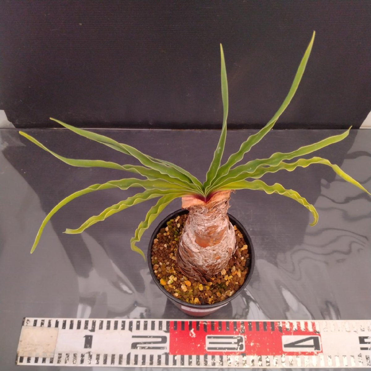 Yahoo!オークション - 4074 「球根植物」ブーファン ディスティチャ 波...