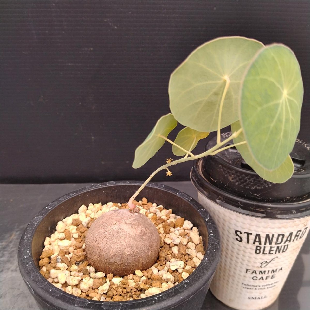 Yahoo!オークション - 4147 「塊根植物」ステファニア エレクタ 植え【...